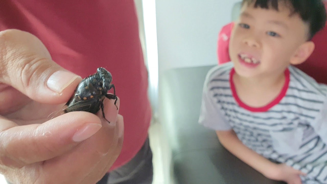Catch cicadas 抓到春蝉🤪 - YouTube
