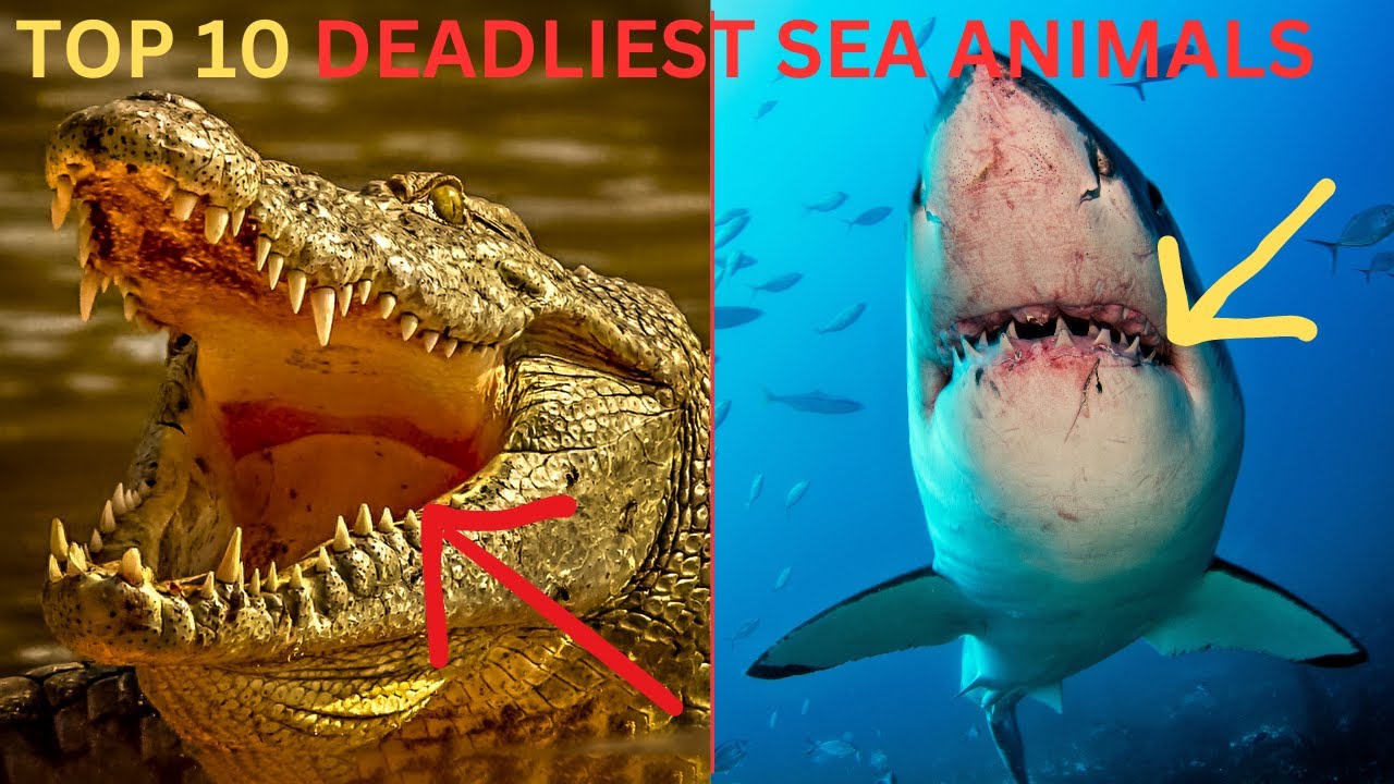 Top 10 Deadliest Sea Animals - YouTube