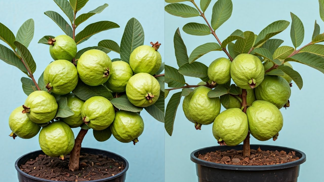 LIVE🔴 🌿Guava Tree Magic: Grow Your Own Guava Tree from Cuttings - YouTube