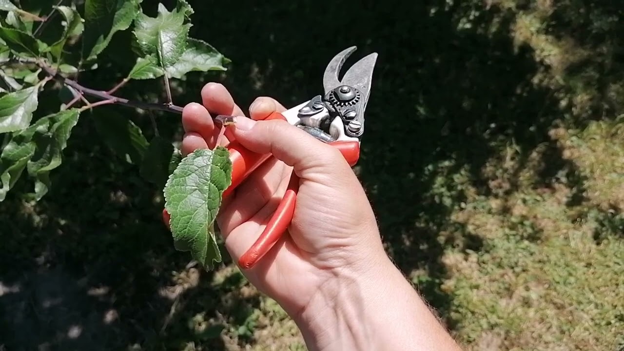 taieri in verde la pomii fructiferi pentru incepatori - taieri la prun ...
