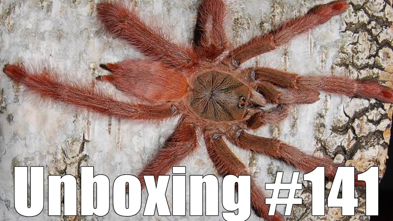Tartan Tarantulas Unboxing #141 "Adult Female T.Gigas" - YouTube