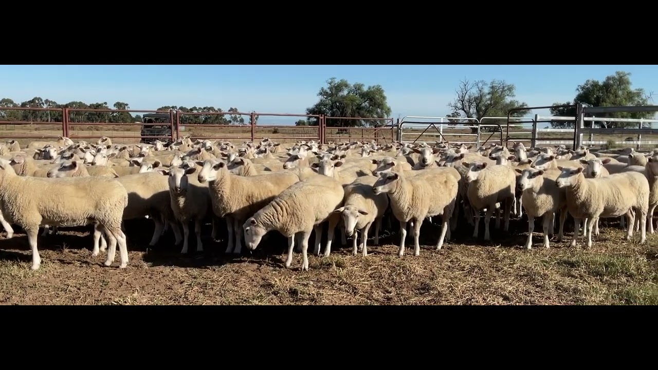 Yellow Tag SIL Ewes - YouTube