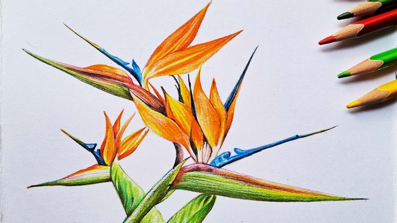Drawing Bird of Paradise Flower | Colour pencils Drawing | Flower ...