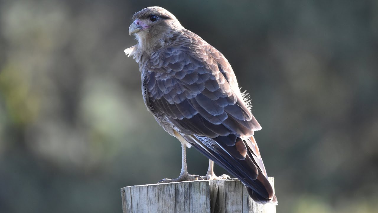 Chimango (Milvago chimango) - YouTube