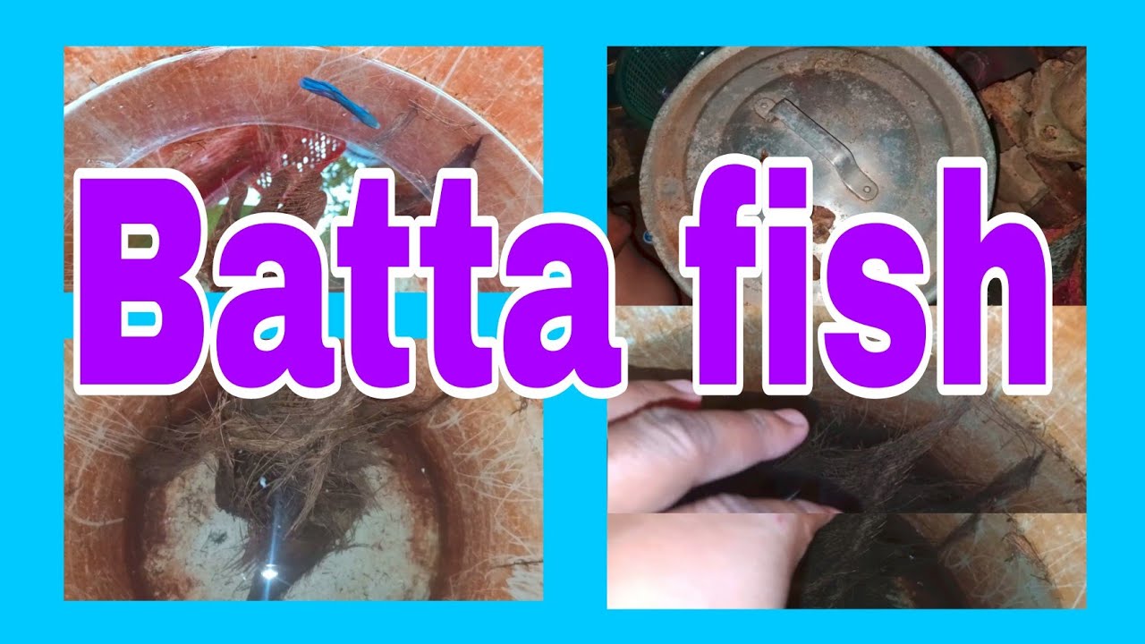 Batta fish របៀបបង្កើតដង្កូវទឹកដាក់ឱ្យត្រីក្រឹមស៊ី ងាយៗ ...