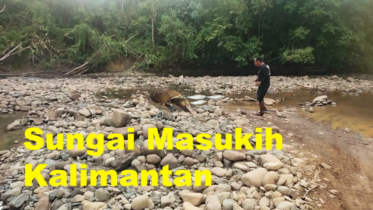 Perjalanan ke hulu Sungai Miri berburu ikan rumi dan bulus atau labi ...