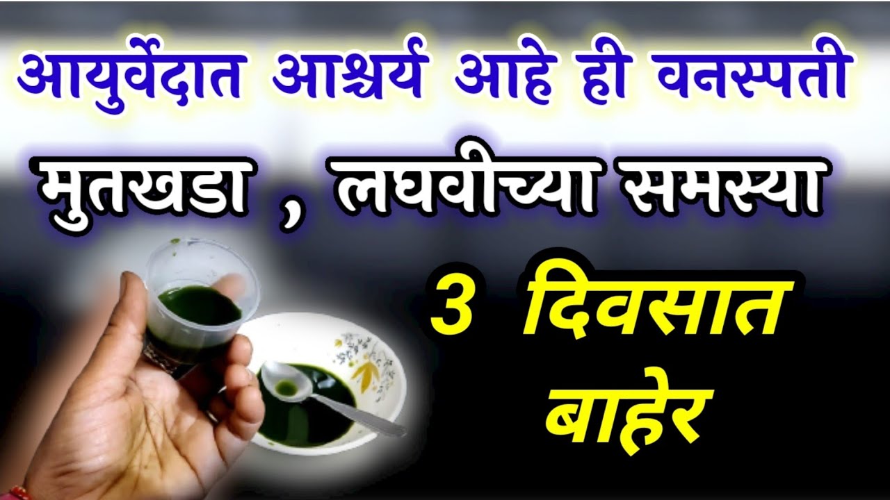 आयुर्वेदात आश्चर्य आहे ही वनस्पती ! मुतखडा , लघवीच्या समस्या 3 दिवसात ...