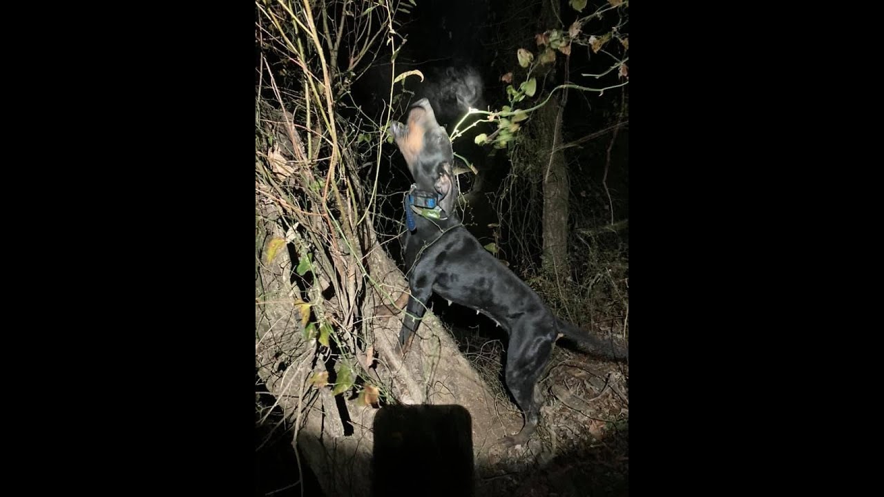 Coon hunting with Phoenix!!!! - YouTube