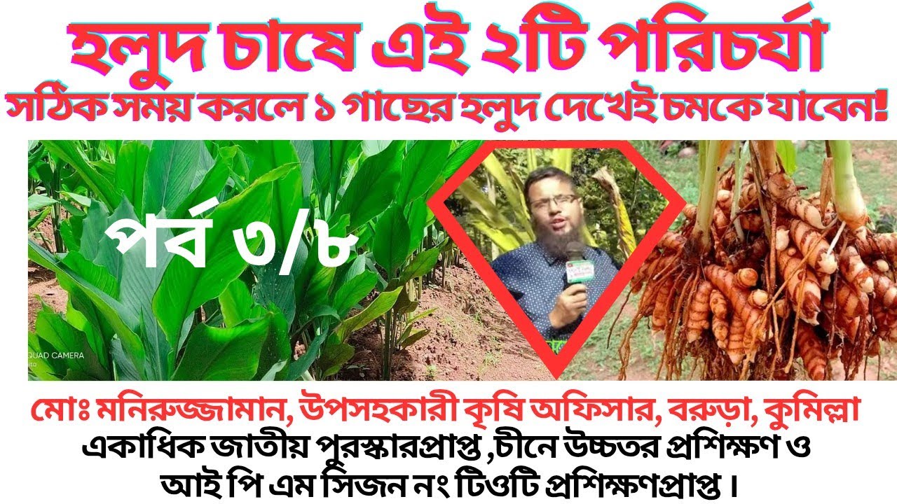 হলুদ চাষ কম খরচে কম পরিশ্রমে অধিক লাভজনক। 5 Tips How To Grow A Ton Of ...