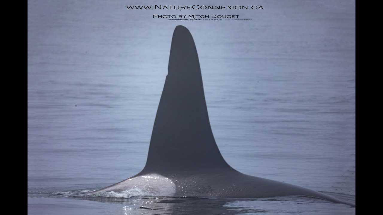 Old Thom the Killer Whale (Orca) with his family of Dolphins and Whales ...