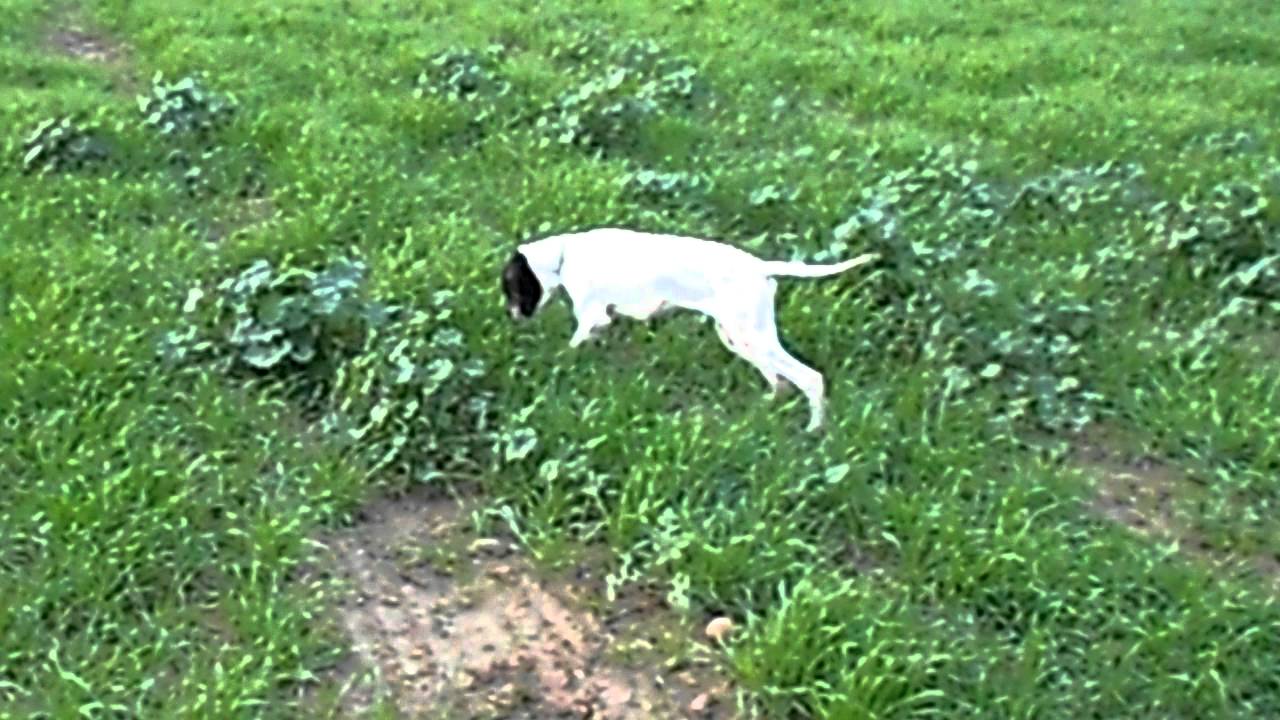 English pointer Spike - YouTube