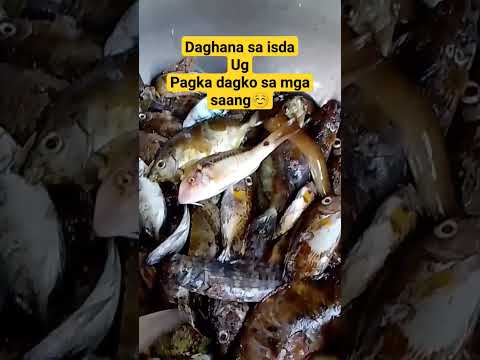 Saang&Isda #deliciousfood #yummy #fish #seashells #saang #fishing # ...