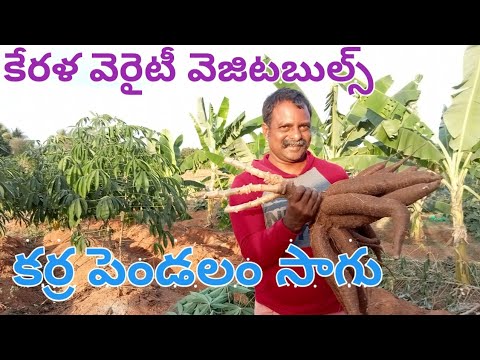 karra pendalam vegetables and fruits cultivation- కర్ర పెండలం మరియు ...