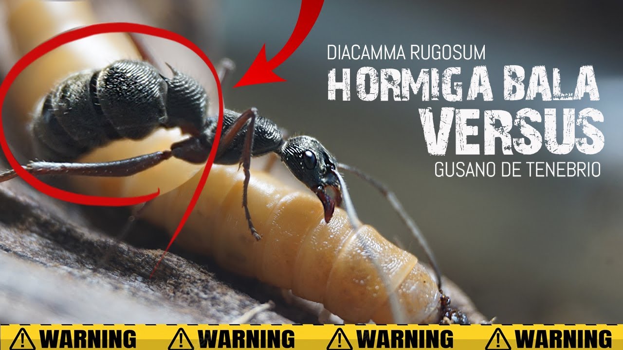 Como Velocirraptors! Hormigas trazan plan para cazar | Hormiga bala ...