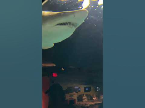 Sharks at Mystic CT Aquarium - YouTube