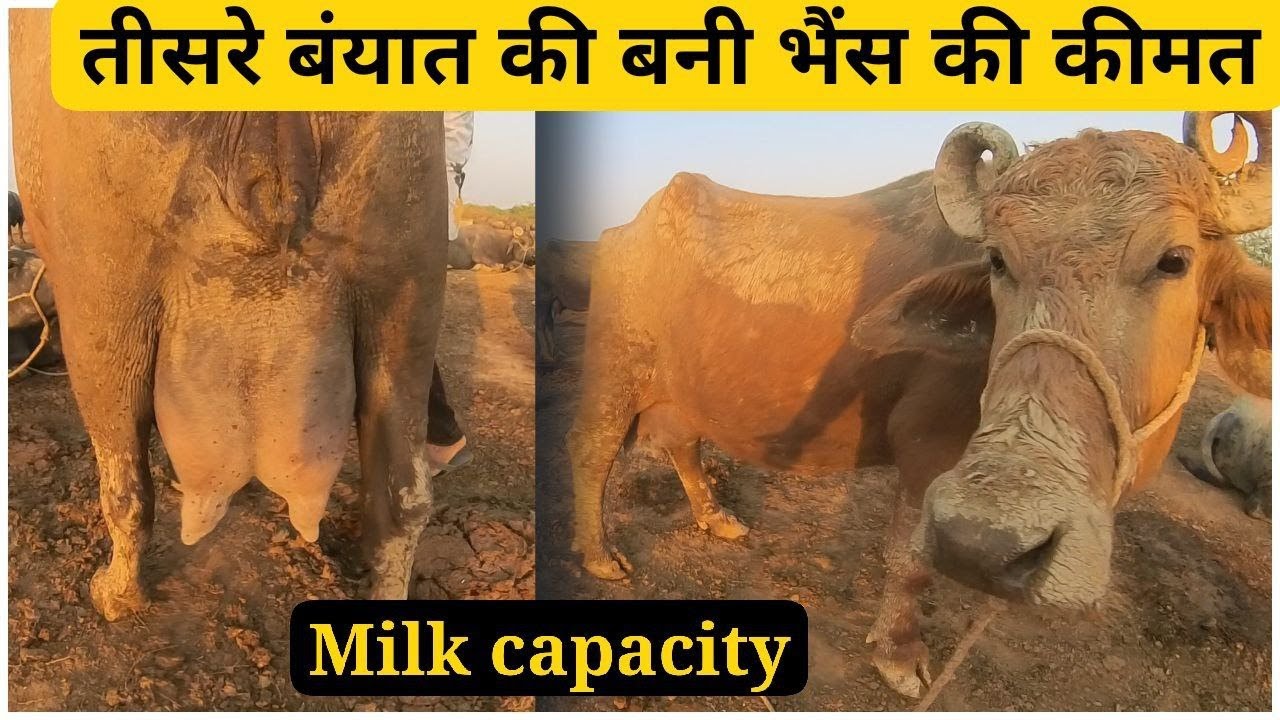 Mahesh ji Top banni breed buffalo 🐃 3rd timer price - YouTube