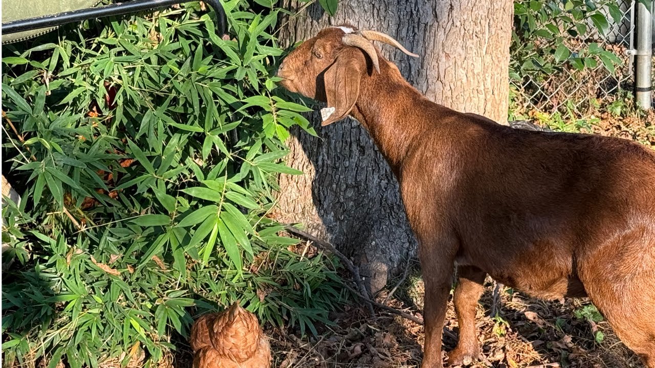 Baby goat time - YouTube