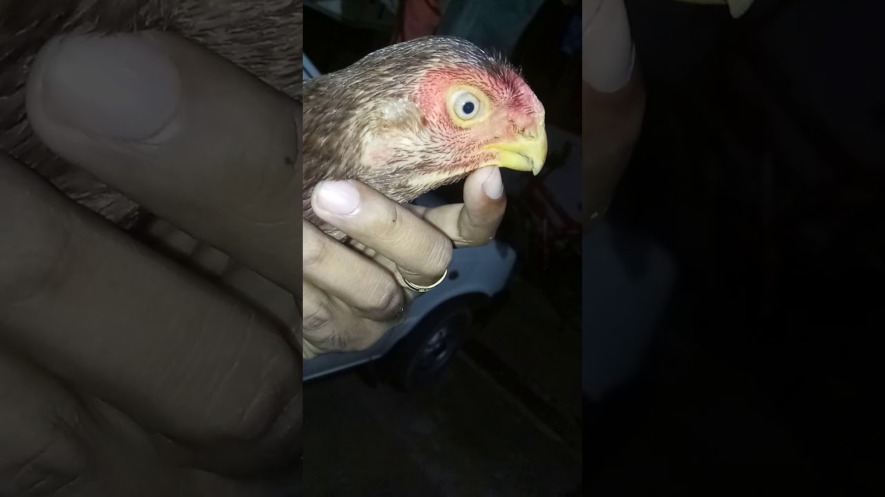 Parrot nose temper hen abi"s aseel Palakkad 9495169994 - YouTube