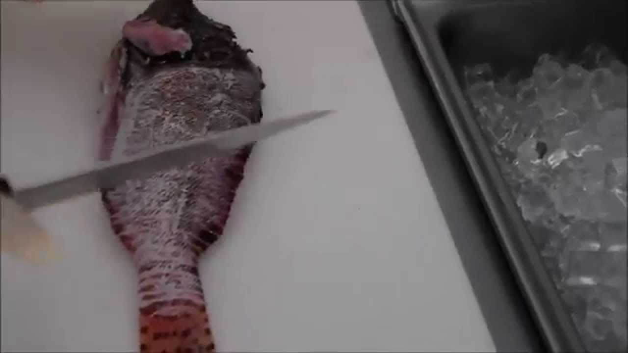 How to fillet a lionfish - YouTube