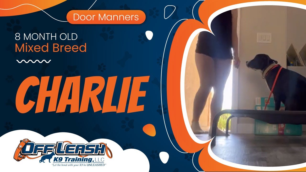 Charlie | 8 Month Mixed Breed | AZ Mixed Breed Training - YouTube