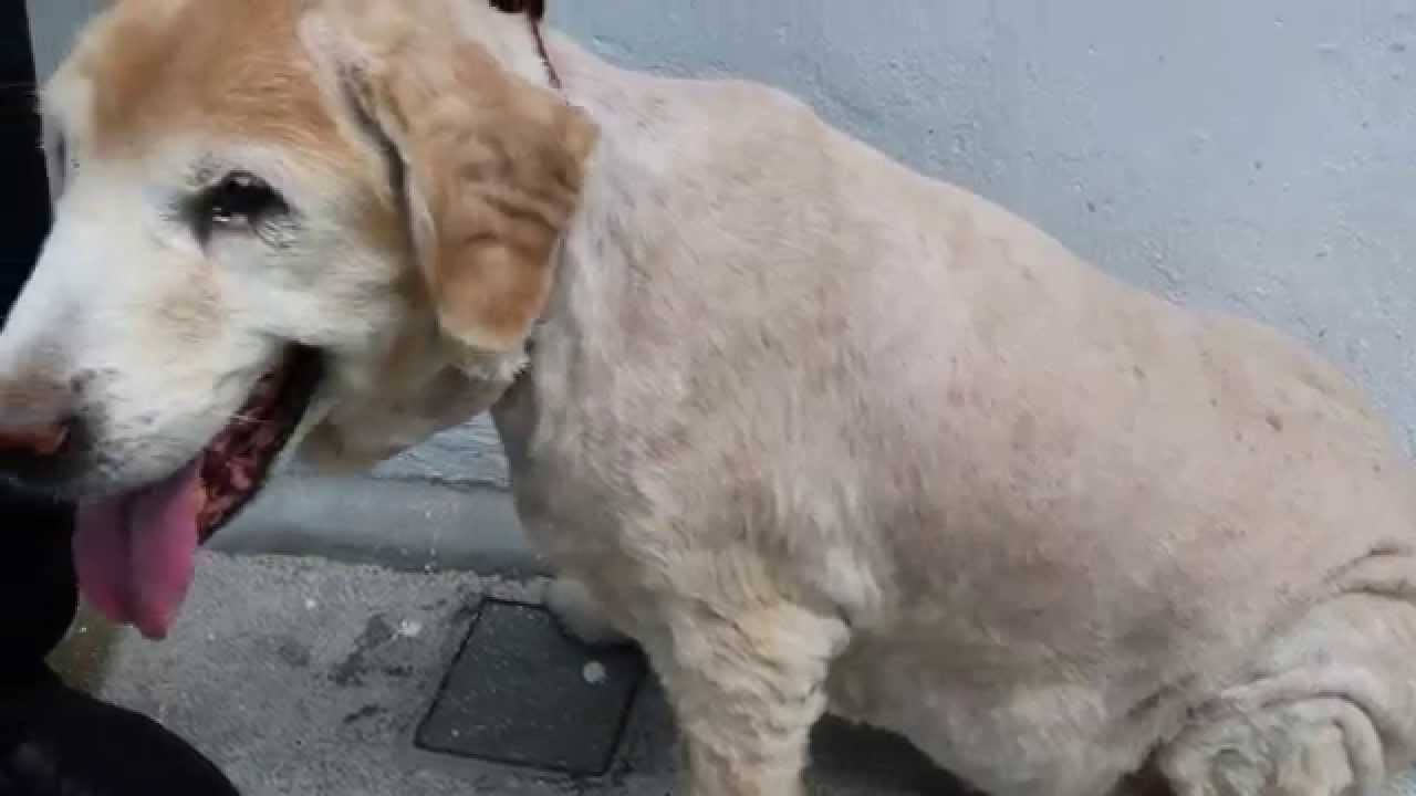 A Golden Retriever passes dark red vaginal blood - pyometra 1/6 - YouTube