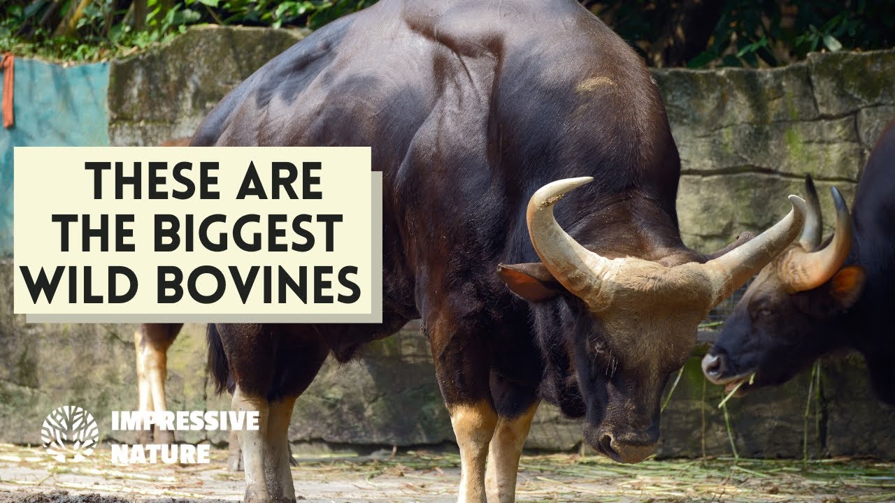 The 6 Biggest Wild Bovines You Need to Know About #wildandwonderful ...