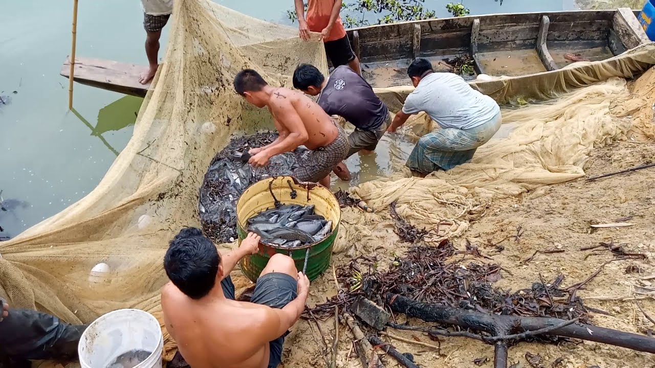 Catching Fish With Net | Amazing Net Fishing in the River | বাংলাদেশী ...