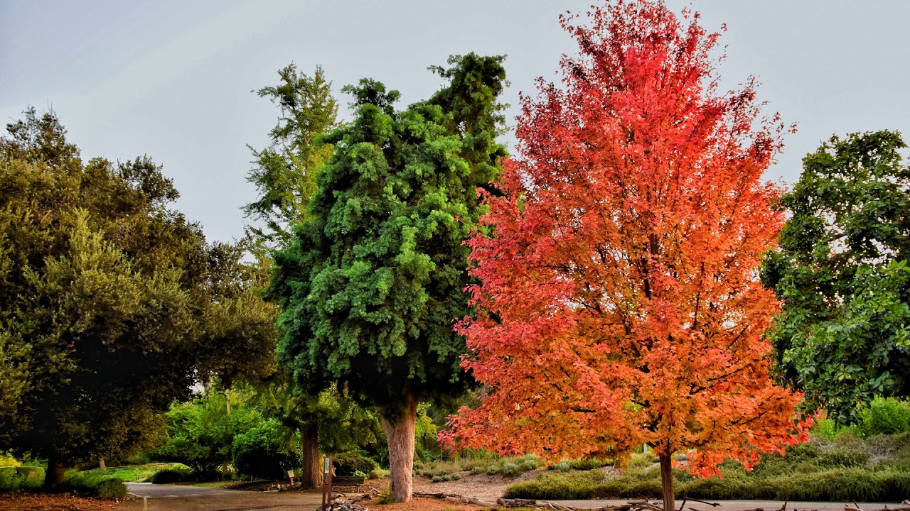 Fall Color Walk at the Arboretum - YouTube