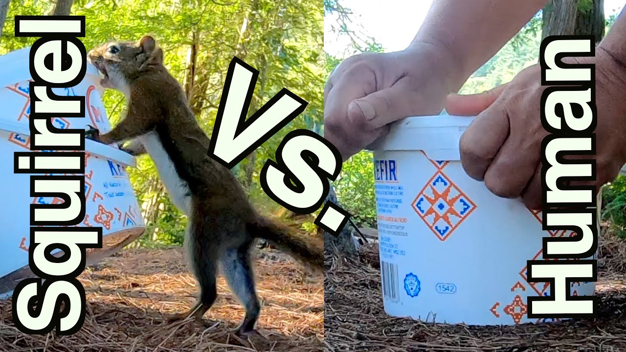 Squirrel vs human. Who is smarter? - YouTube