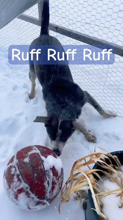 Ruff Ruff Ruff - YouTube
