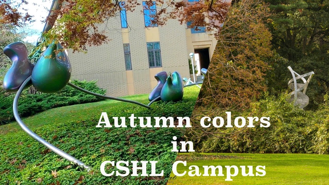 Fall colors at Cold Spring Harbor Laboratory (CSHL) campus, Long Island ...