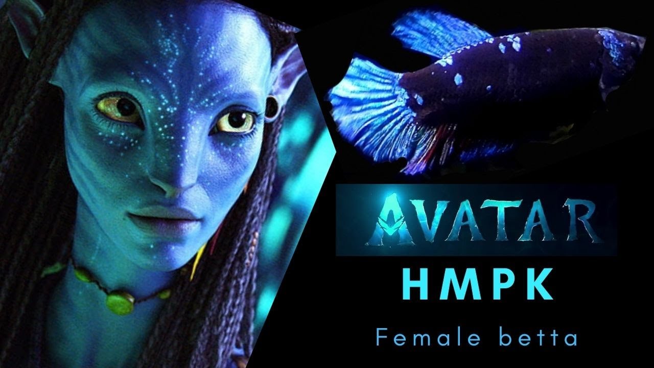 Avatar HMPK Betta Fish Female #bettafish - YouTube