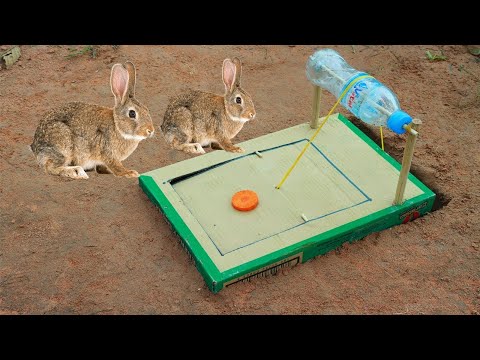 Build Underground Paper Box Rabbit Trap make from DIY Wooden Car