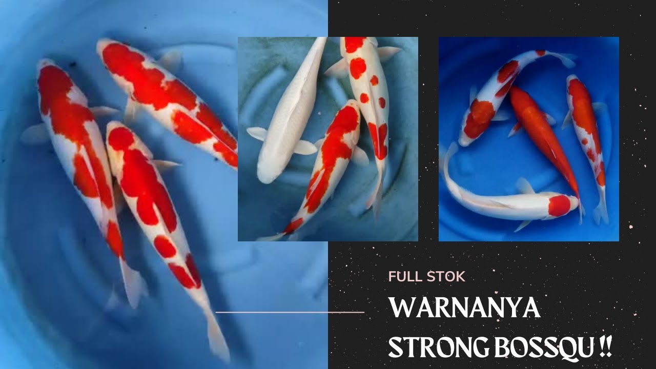 FULL STOK IKAN KOI MERAH STRONG GARANSI, BANYAK PILIHAN - YouTube