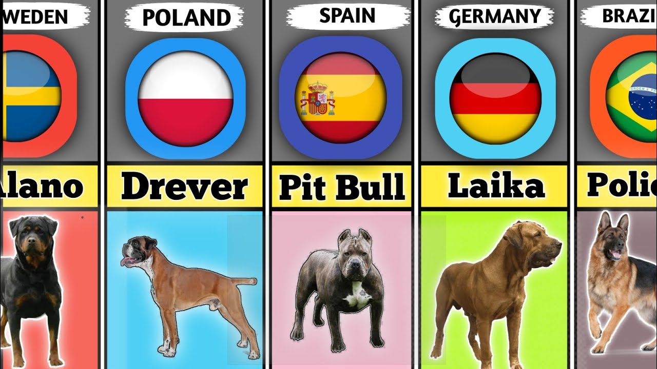 Dogs from different countries || Dogs and their country - YouTube