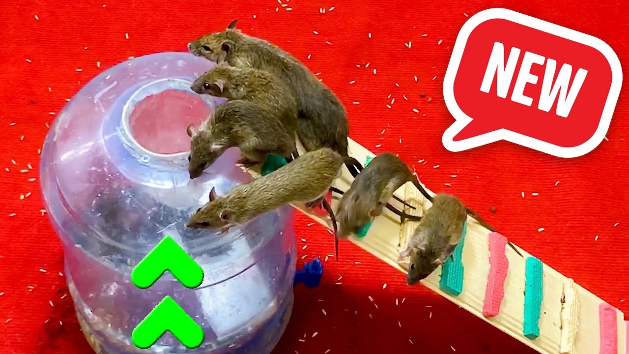 How to make effective water bottles to trap mice | best humane mouse ...