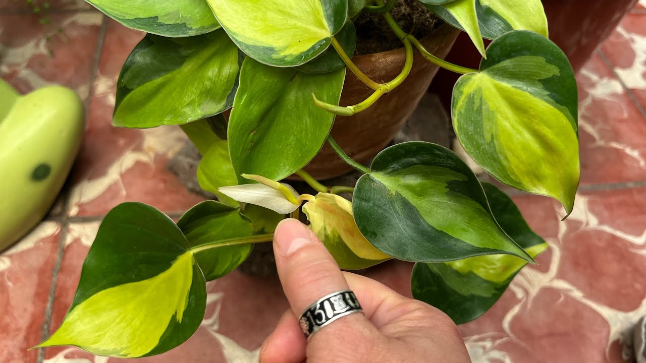 La Fortuna de la FLOR del POTOS VARIEGADO 🍀😍 - YouTube