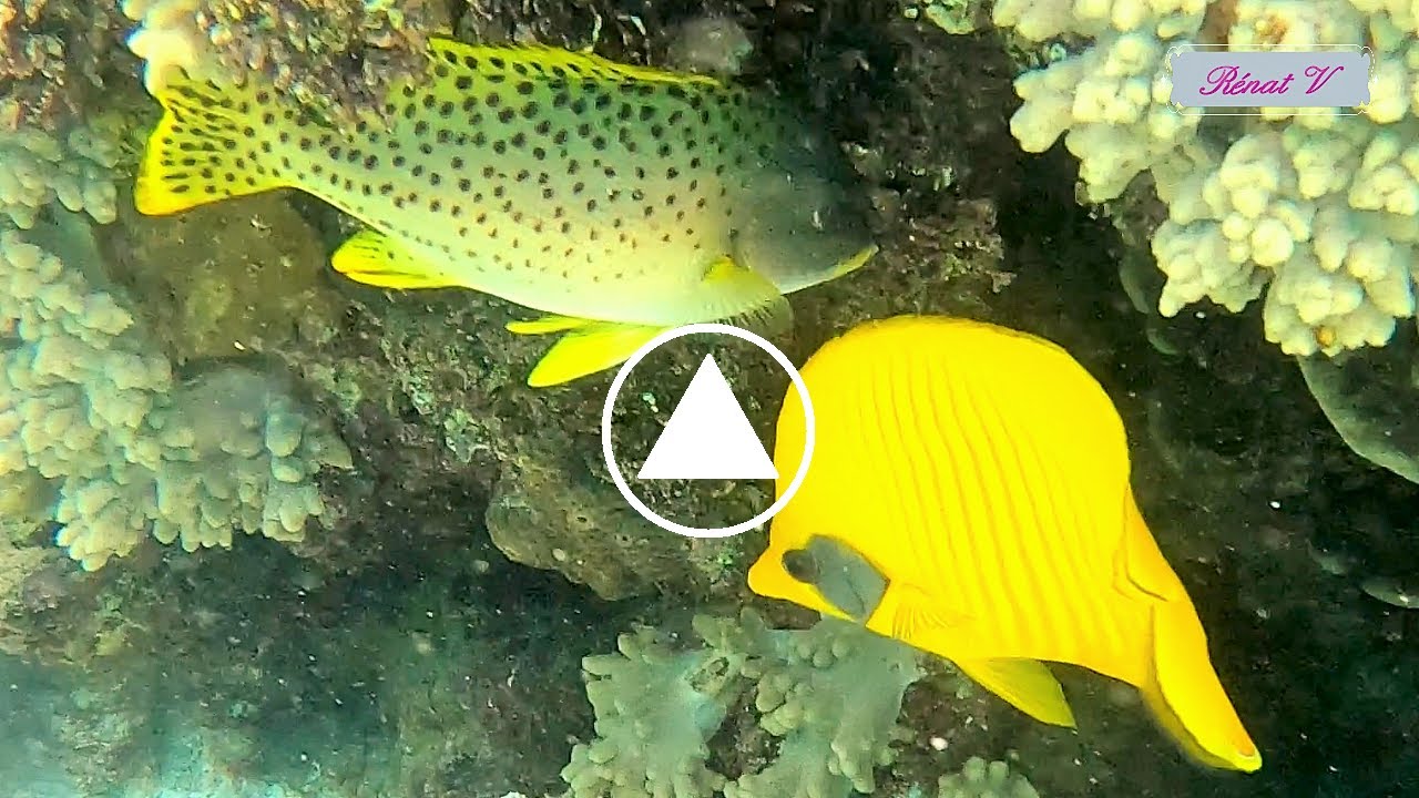 Reconnaître les poissons Le poisson papillon demi masqué (Chaetodon ...