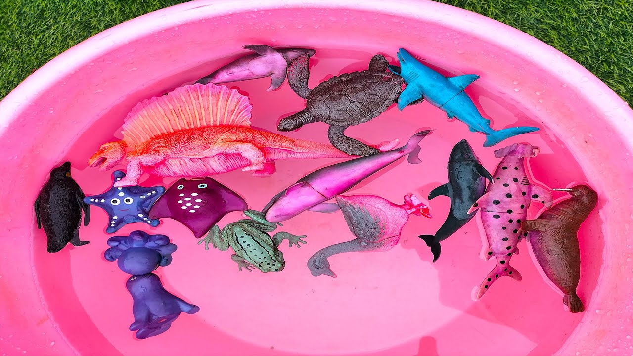 Learn Sea Animal Names Educational | Sea Animal Toys for Kids with Fun ...