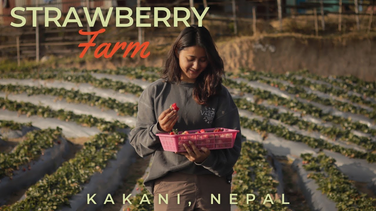 A day at Kakani’s Strawberry Farm | First-time Picking & Tasting ...
