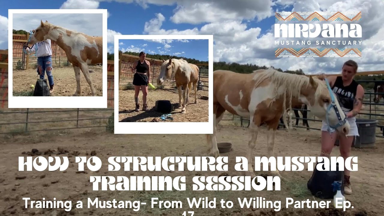 How to Structure a Mustang Training Session: Training a Mustang- From ...