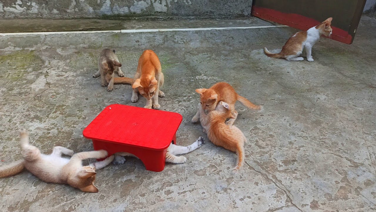 So adorable cute kittens - Funny Cute Kittens Playing Compilation for ...