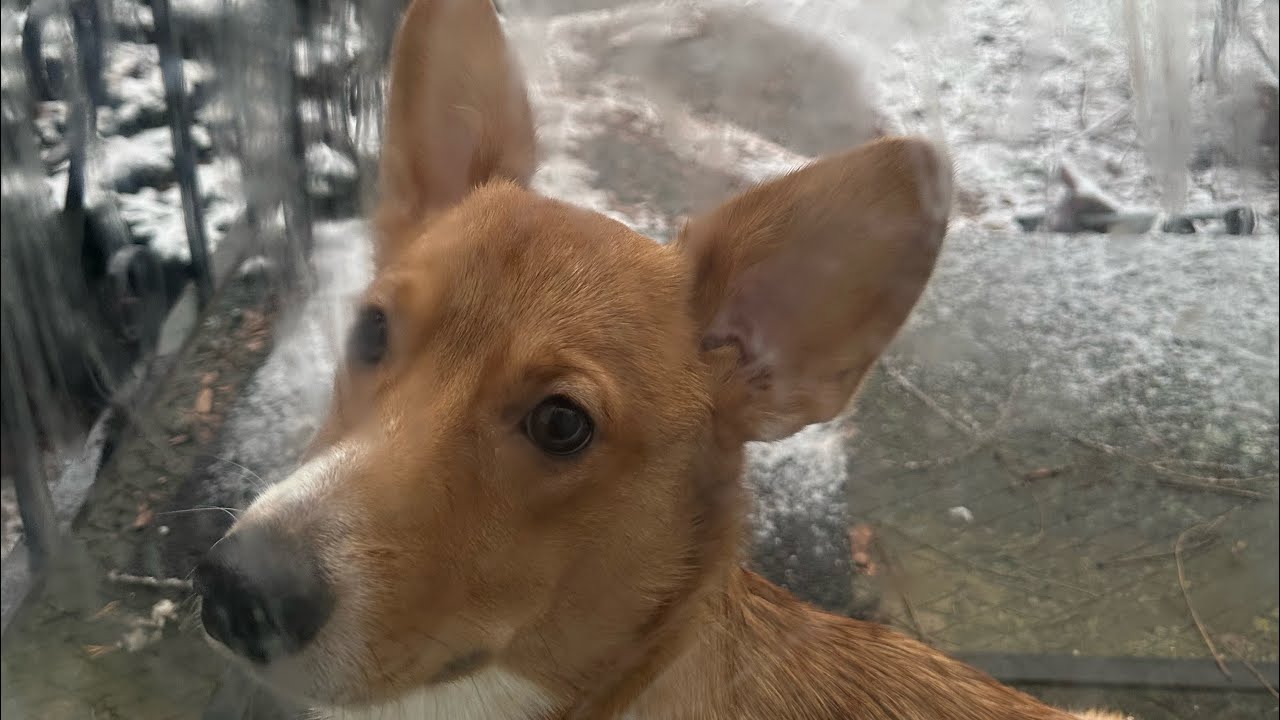 Snowy day January 2024 - YouTube