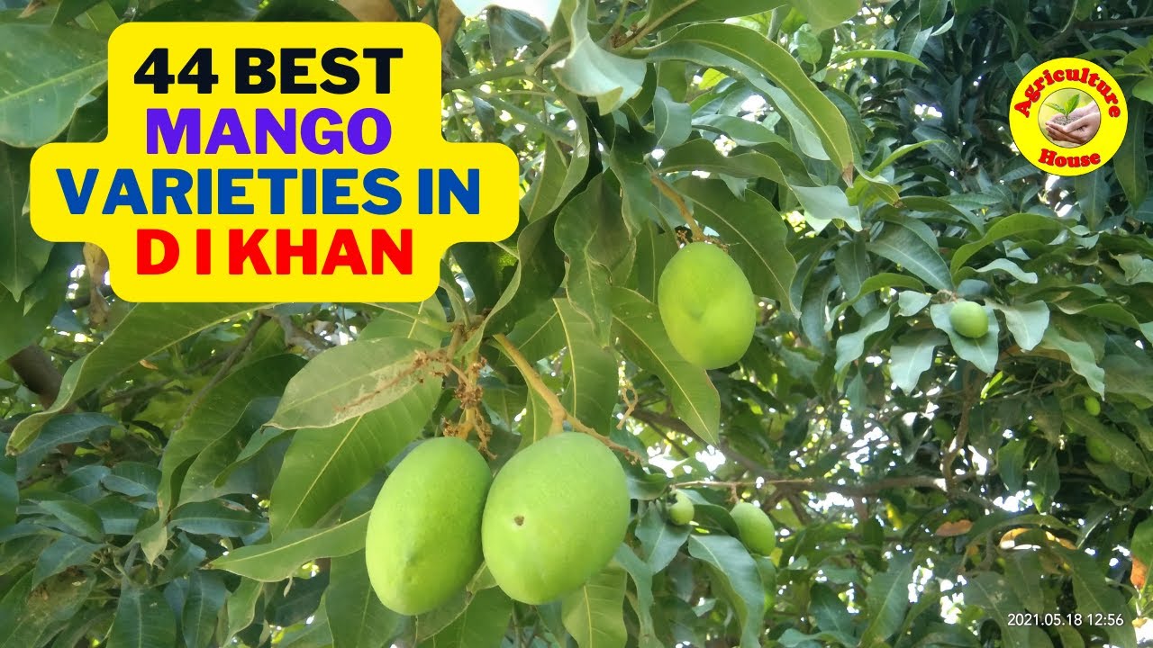 44 Best Mango Varieties in D I Khan (KPK, Pakistan) - YouTube