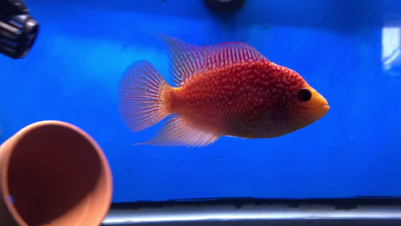 Super red Texas and golden base fader - YouTube