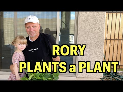 Rory Plants a Plant - YouTube