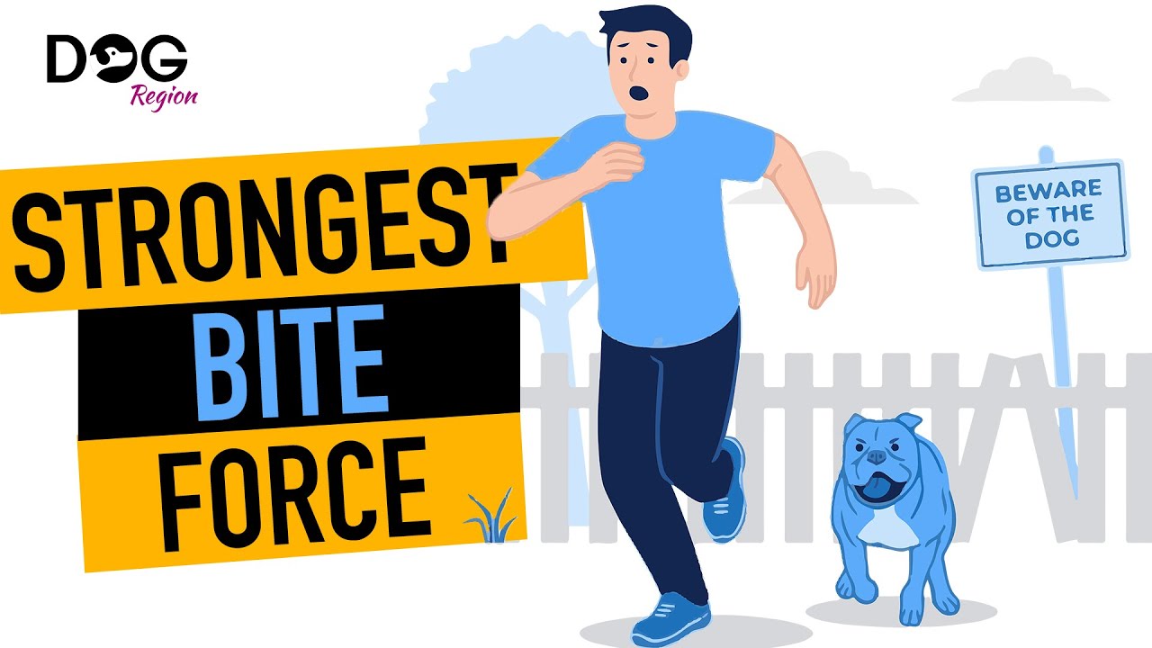 Dog Breed with Strongest Bite Force - YouTube