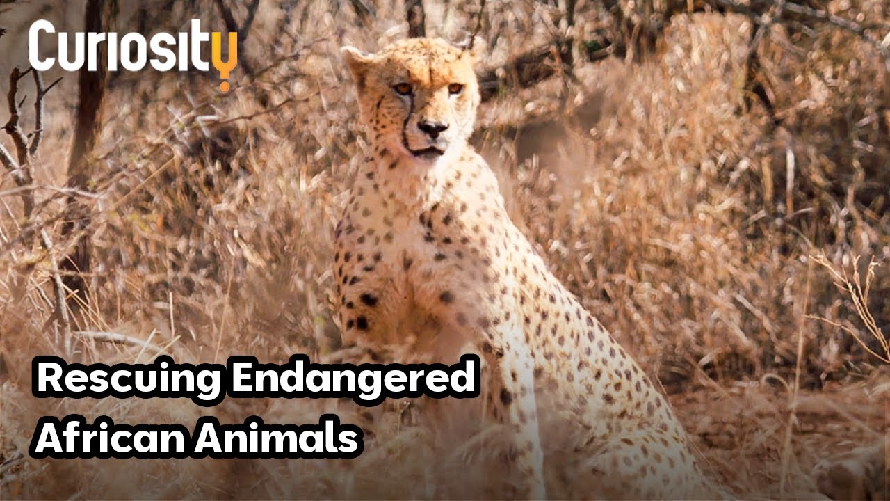 The Daily Life Of African Animal Rescuers | Bright Now - YouTube