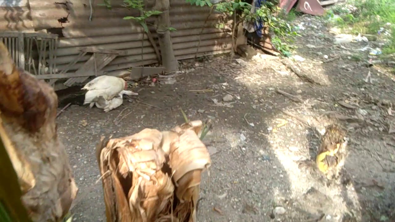 KASTAHAN BIBE VS BIBE - YouTube