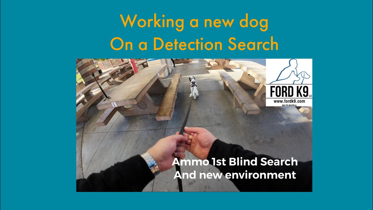 Working and Reading a new dog on a detection search . - YouTube